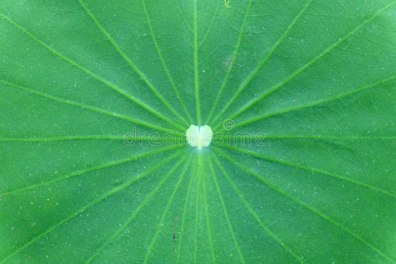 Lotus Leaf Texture Background Stock Photo - Image of color, detail ...