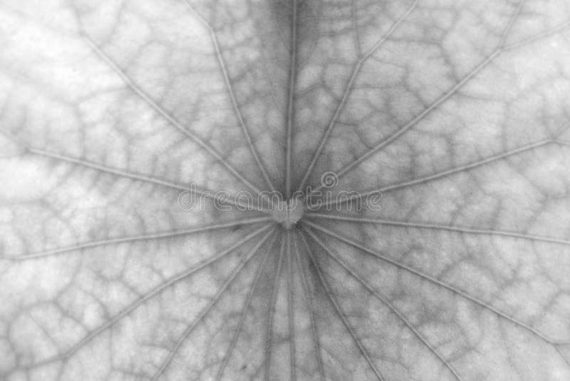 Lotus Leaf Texture Background Stock Photo - Image of foliage, color ...