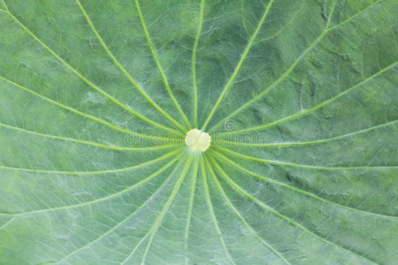 Lotus Leaf Texture stock photo. Image of spring, beautiful - 49621540