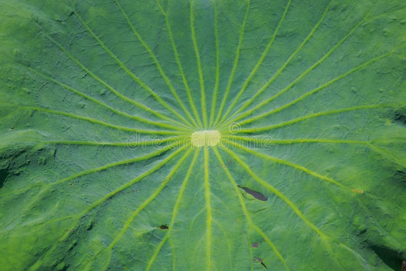 Lotus Leaf Texture stock photo. Image of beautiful, botany - 61547712