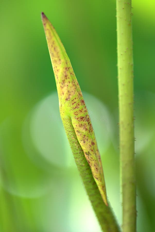 Lotus leaf tip stock photo. Image of flower, fresh, pond - 20153168