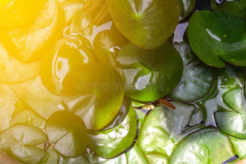 Lotus leaf top view plant stock image. Image of closeup - 253601197