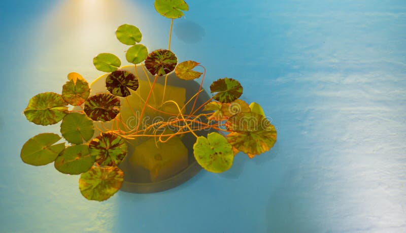 The Lotus Leaf Tree Under the Water, Placed on a Blue Background Stock ...