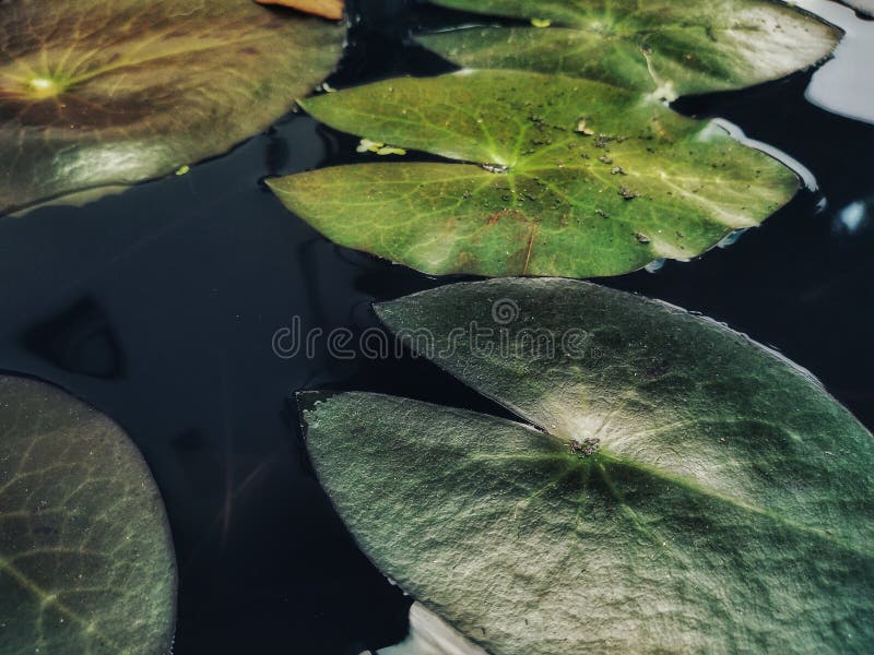Lotus leaf in water stock image. Image of pond, food - 243389131