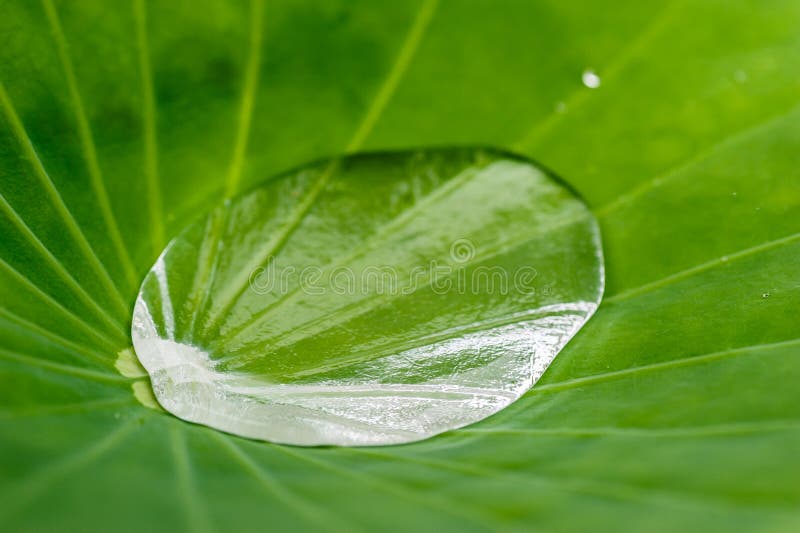 Lotus leaf with water drop stock photo. Image of close - 56754364
