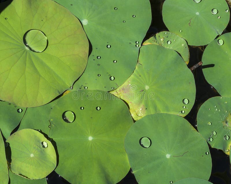 Lotus leaf with water drop stock image. Image of beauty - 48664709