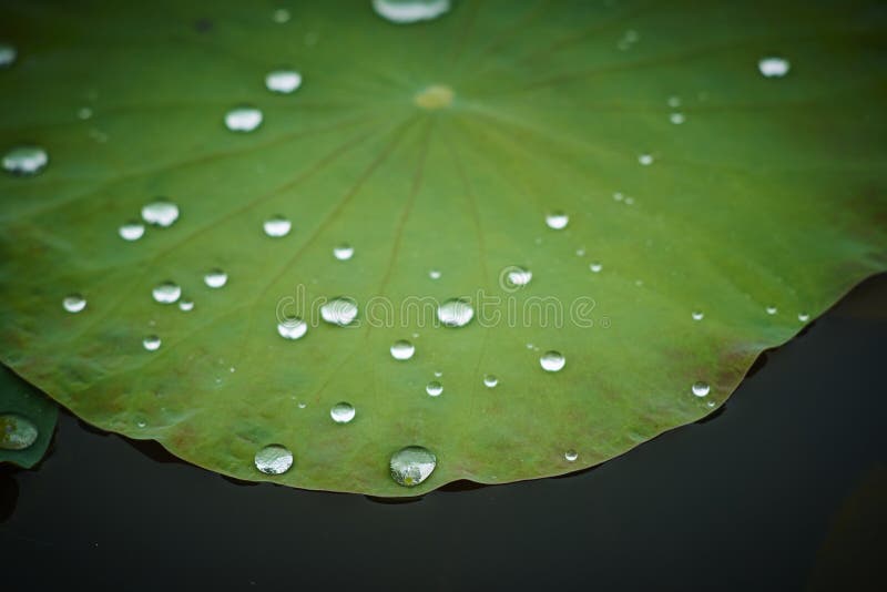 Lotus leaf with water drop stock photo. Image of lotus - 98658378