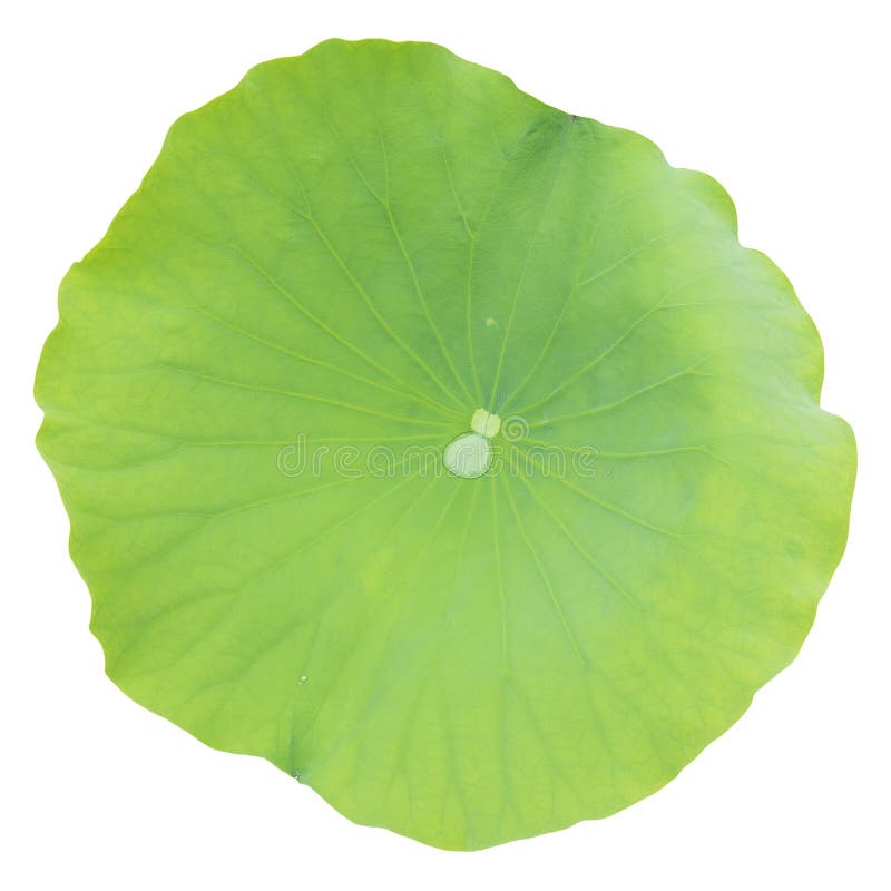 Lotus leaf stock image. Image of isolated, drop, rain - 40424861