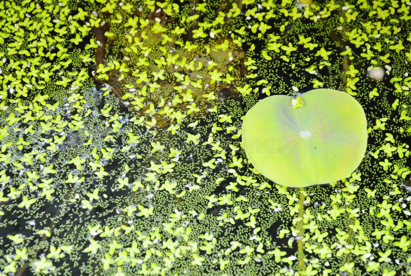 Aquatic Weed Stain Floating on Water Surface in Pool Stock Image ...