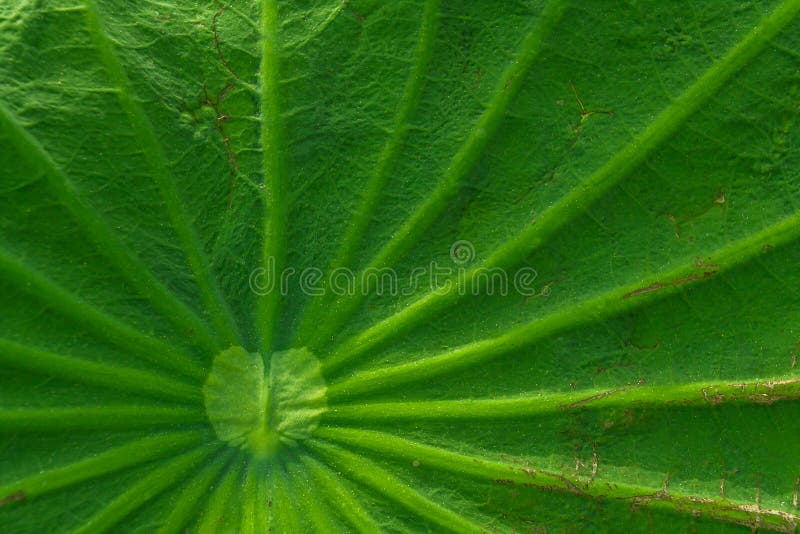Levae Texture Stock Photos - Free & Royalty-Free Stock Photos from ...