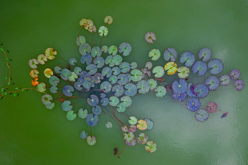 Lotus on the Pond Aerial View Stock Photo - Image of pattern, petal ...
