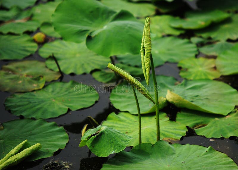 Lotus leaves stock photo. Image of environment, partner - 19945652