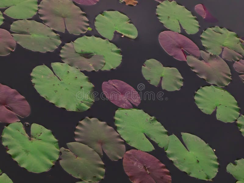 Lotus leaves stock image. Image of environment, horizontal - 21386885