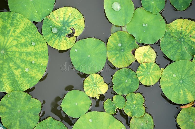 Lotus leaves stock photo. Image of growth, june, flora - 5453550