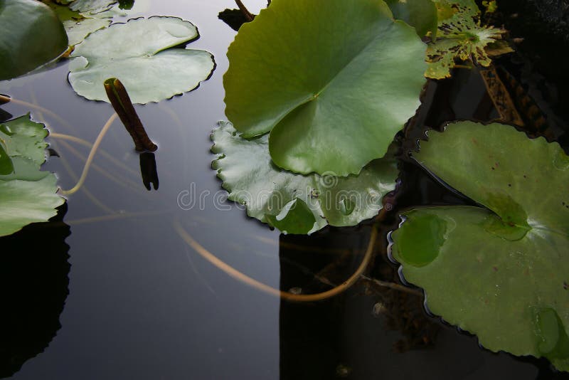 Lotus Leaves that Bloom in the Water Stock Image - Image of lake ...