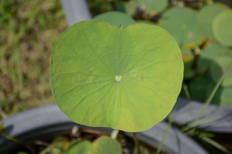 Lotus leaves stock image. Image of close, lotus, foliage - 85530401