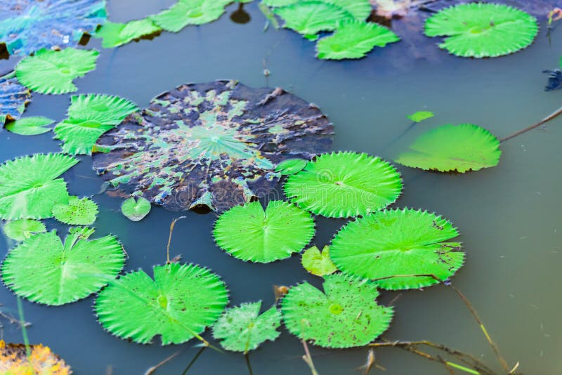 Lotus leaves stock photo. Image of green, circle, close - 60635056