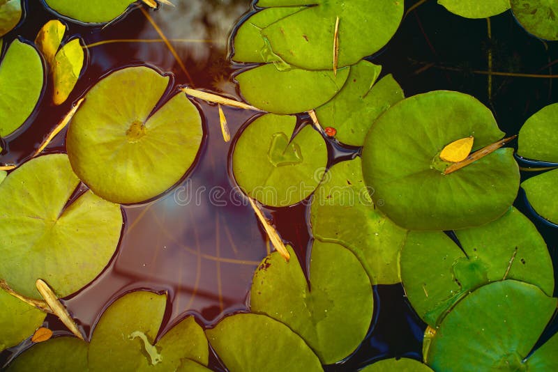 Lotus Leaves are Green, Small, Stock Photo - Image of floating ...