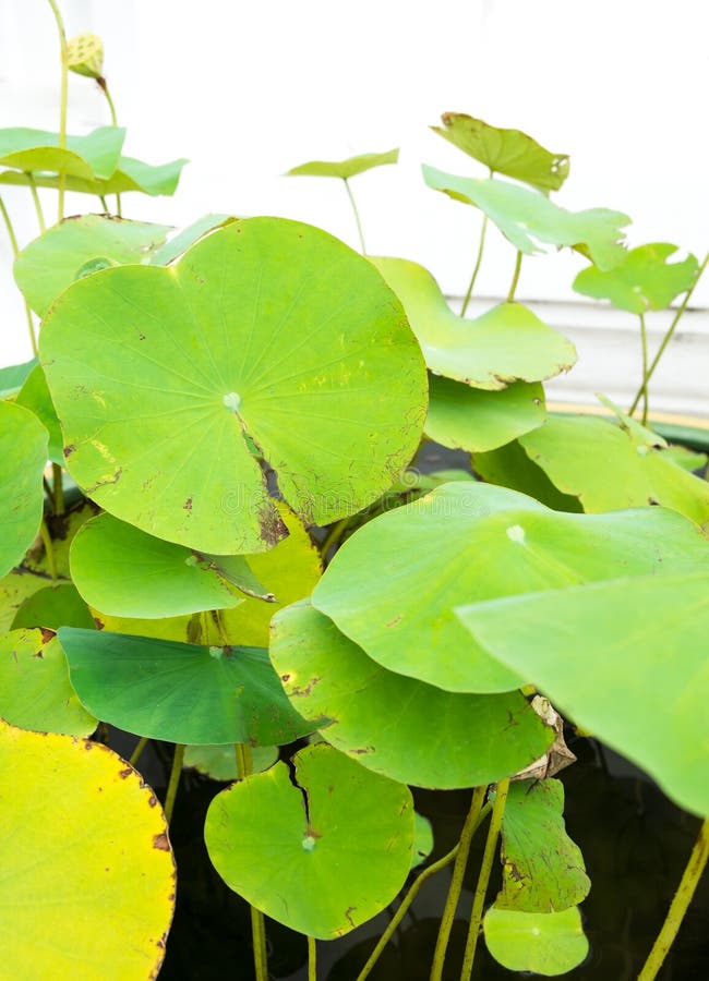 Lotus leaves stock image. Image of leaf, environment - 50803757