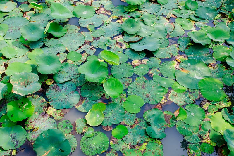 Lotus Leaves in River, Nature Background. Stock Image - Image of leaf ...