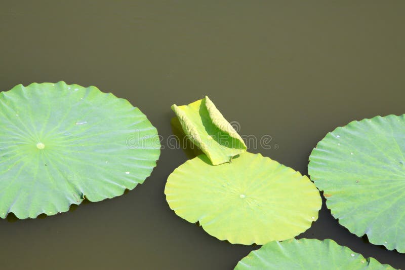 Lotus Leaves on the Surface of Water Stock Photo - Image of aquatic ...