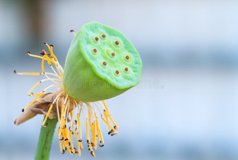 Red lotus flower stock image. Image of outdoor, life - 39836647