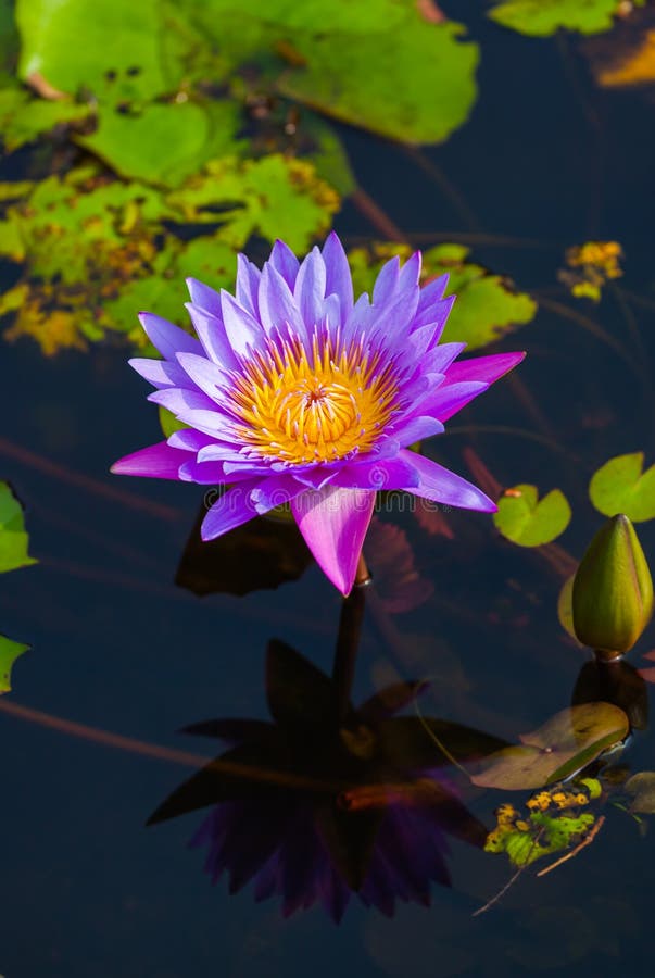 Lotus lilly flower stock photo. Image of color, blowing - 236771458