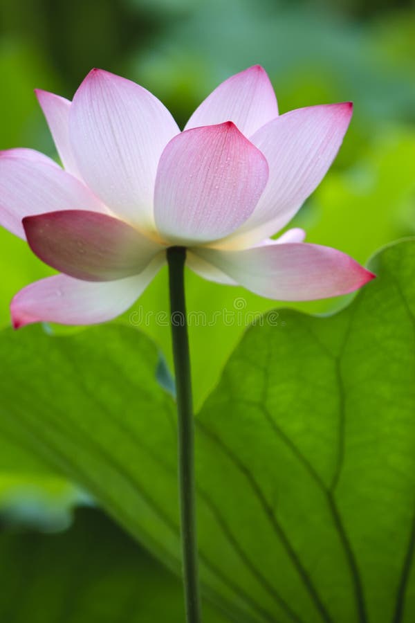 Lotus with long stalk stock image. Image of leaf, fresh - 30204209
