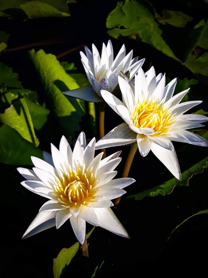 Lotus stock photo. Image of whiteflower, thai, flower - 132849362