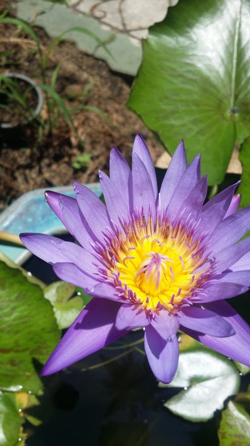 Lotus stock image. Image of love, flawre, lotus - 133174815