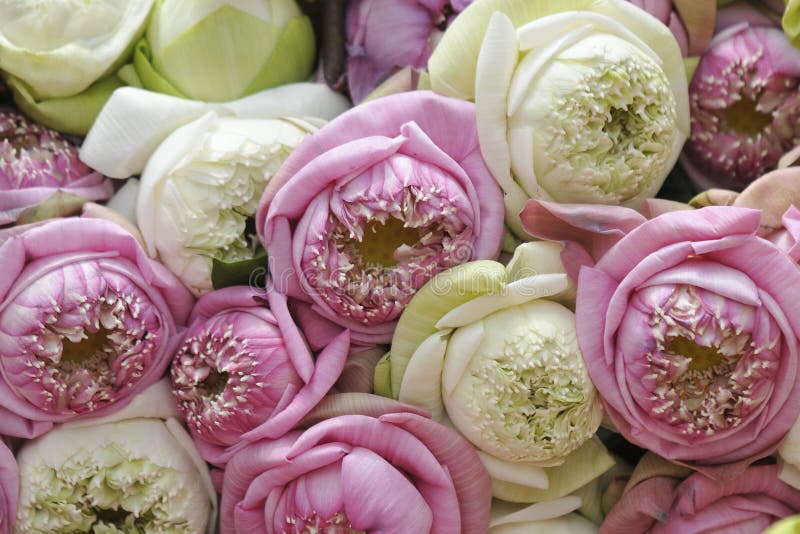 Lotus Many Pay Homage Stock Photos - Free & Royalty-Free Stock Photos ...