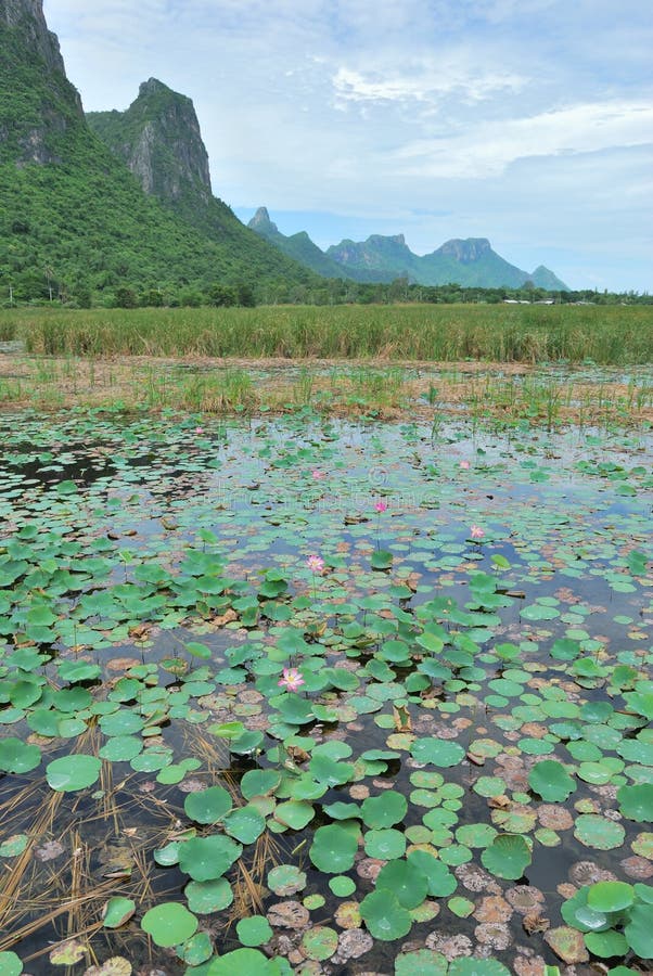 The Lotus Marsh and Mountain Stock Photo - Image of lake, hill: 27353148
