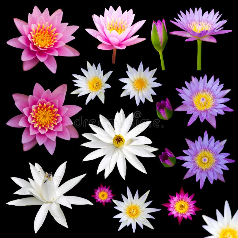 Lotus multicolored. stock photo. Image of peace, lotus - 22140594