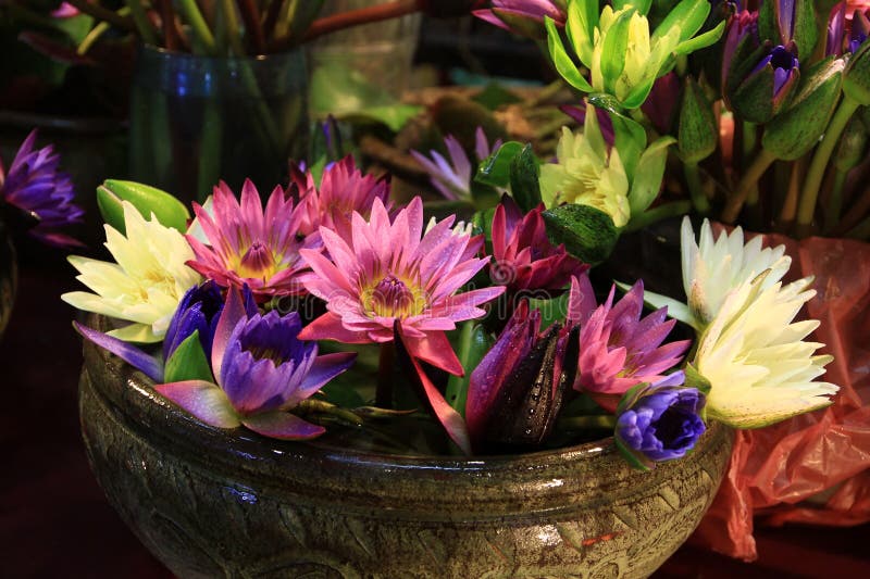 Lotus multicolored stock image. Image of earthen, elegance - 26941545