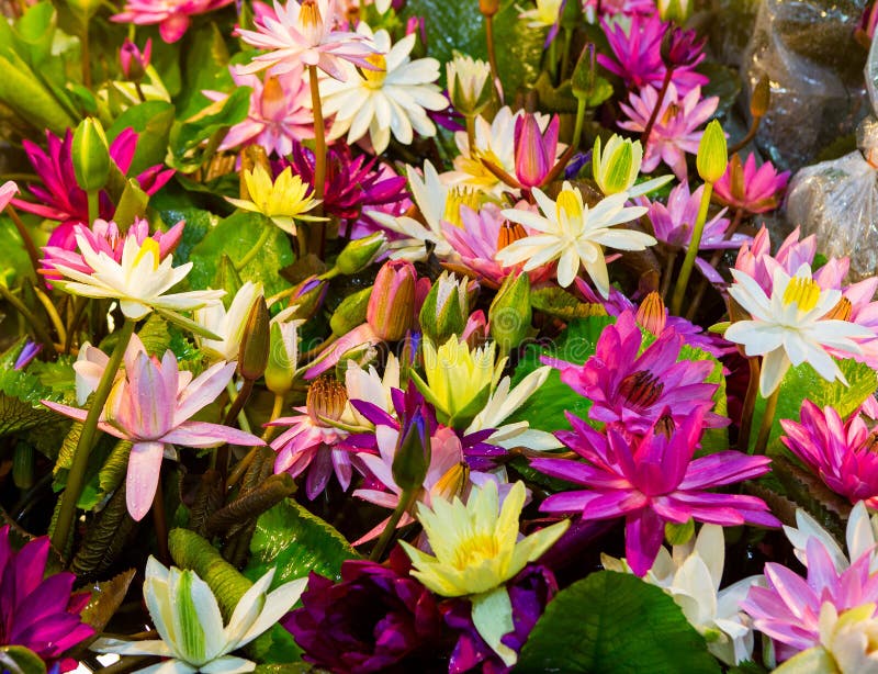 Lotus Multicolour Stock Photos - Free & Royalty-Free Stock Photos from ...