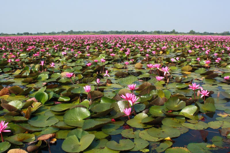 Lotus in nature stock image. Image of floral, white, detail - 34299905