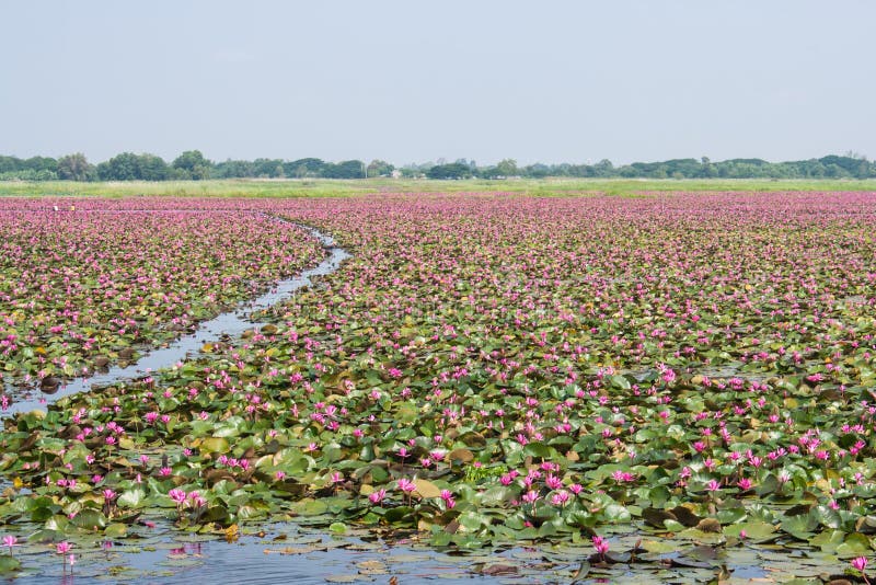 Lotus in nature stock image. Image of bloom, pattern - 34300001