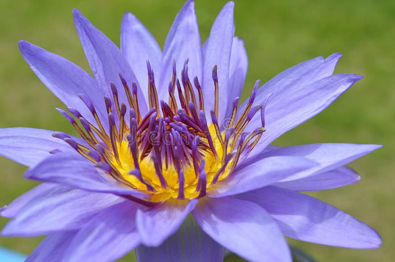 The lotus in nature stock photo. Image of plant, lotus - 64243476
