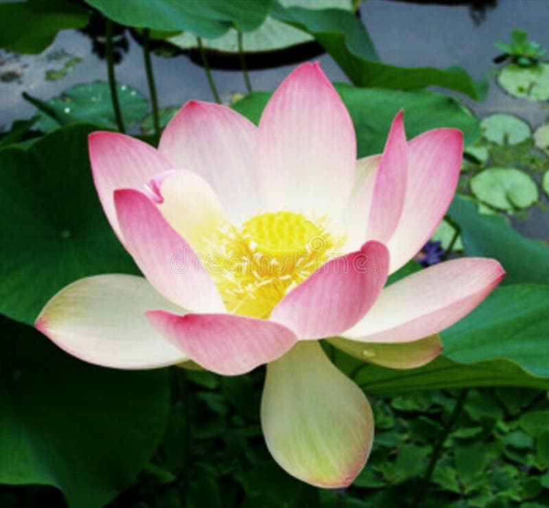 Lotus stock image. Image of rear, lotus, blooming, flora - 98260789