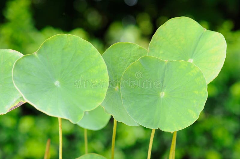 Lotus Pads in a Garden stock image. Image of nature - 217147363