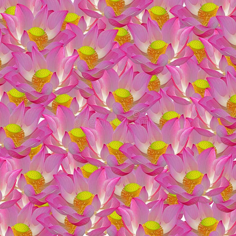 Lotus pattern stock image. Image of petal, background - 51264189