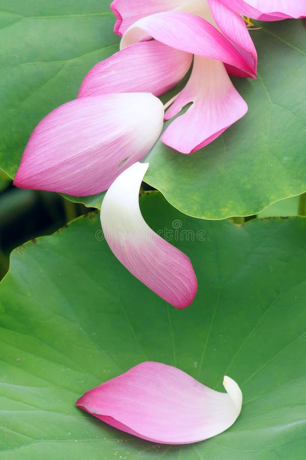 Lotus petals stock image. Image of aquatic, leaf, garden - 43167251