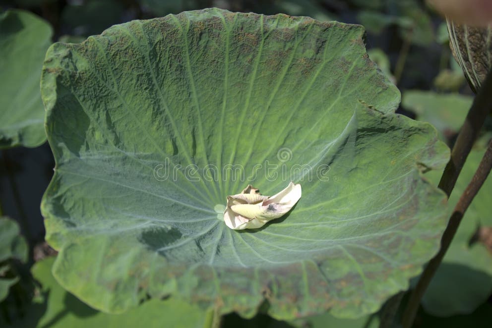 Lotus Petals Falling on the Lotus Leaf Stock Photo - Image of nature ...