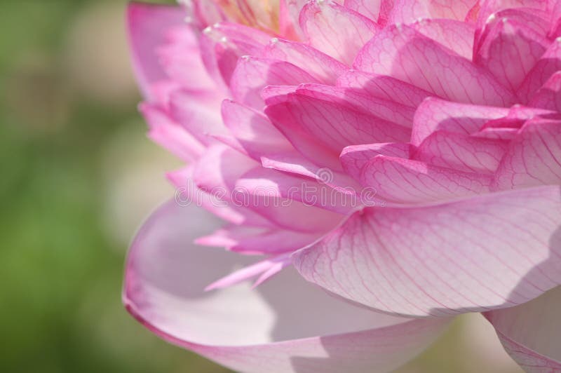 Lotus petals. stock image. Image of flower, seasonal - 43140161