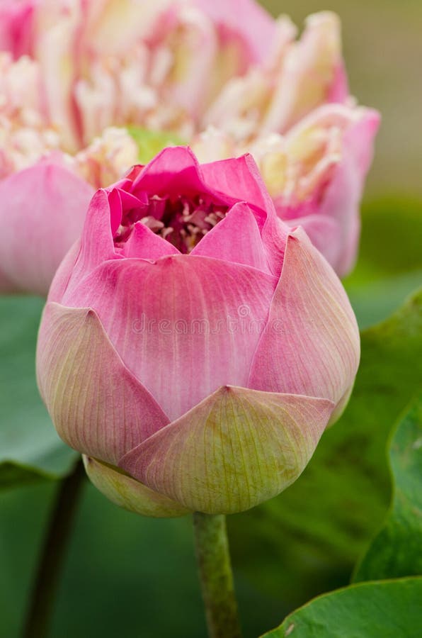 Lotus pink stock image. Image of bloom, abstract, isolated - 24540973
