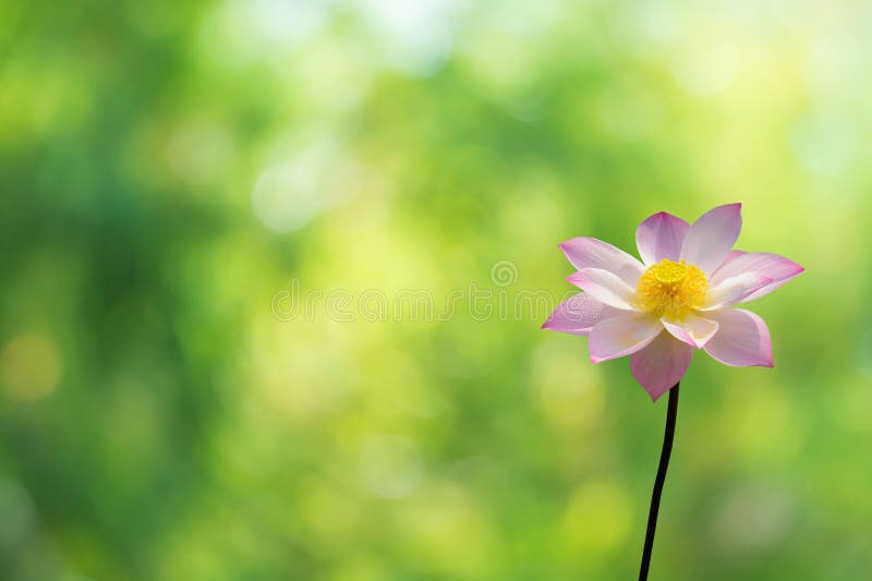 Lotus Pink on Bokeh Background of Tree Leaves Stock Photo - Image of ...