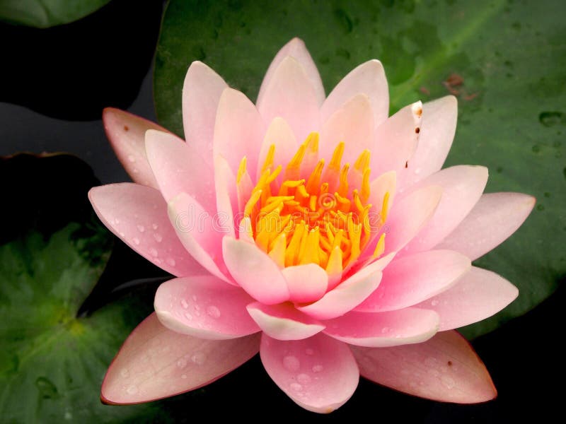 Lotus stock image. Image of color, flower, plant, lotus - 66191611