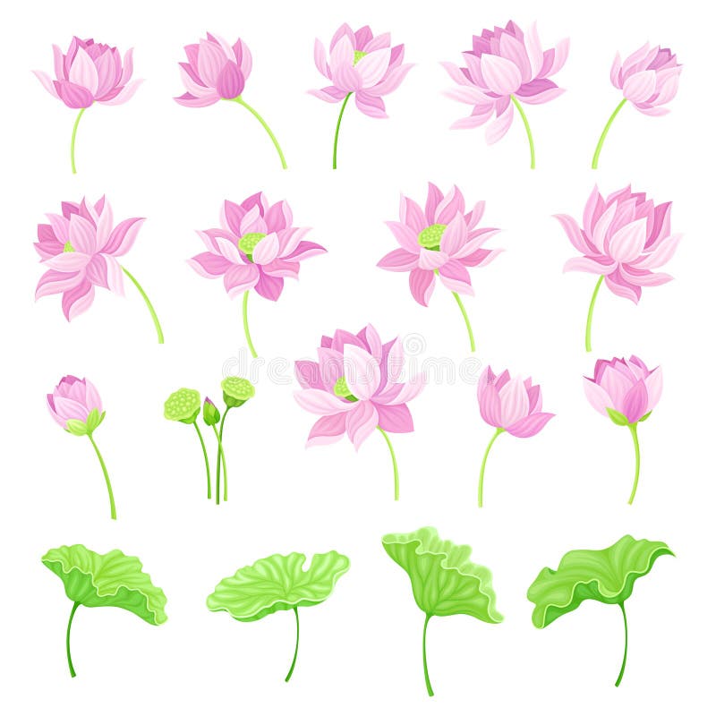 Lotus Pad Stock Illustrations – 429 Lotus Pad Stock Illustrations ...
