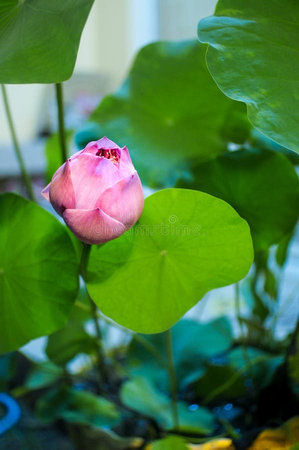 Lotus stock image. Image of green, water, lillywater - 102226481