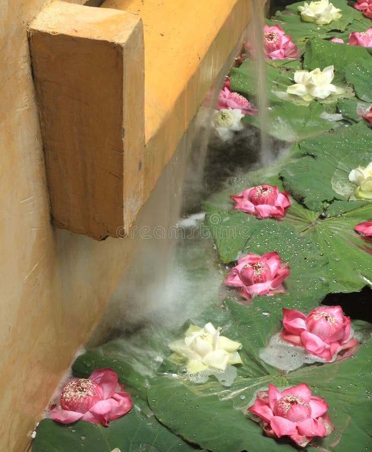 473 Lotus Flower Waterfall Stock Photos - Free & Royalty-Free Stock ...
